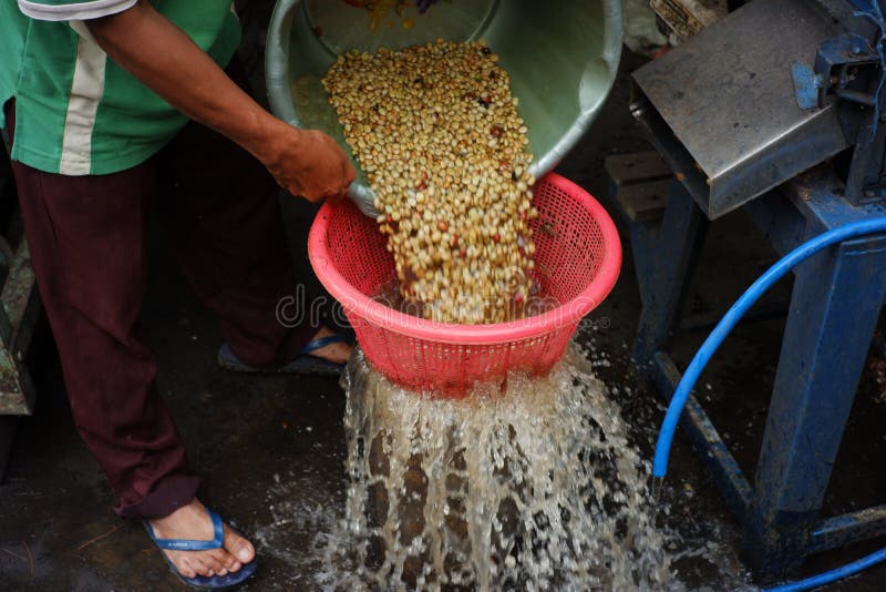 Filter the Coffee Beans that are Fit for the Next Process Stock Photo ...