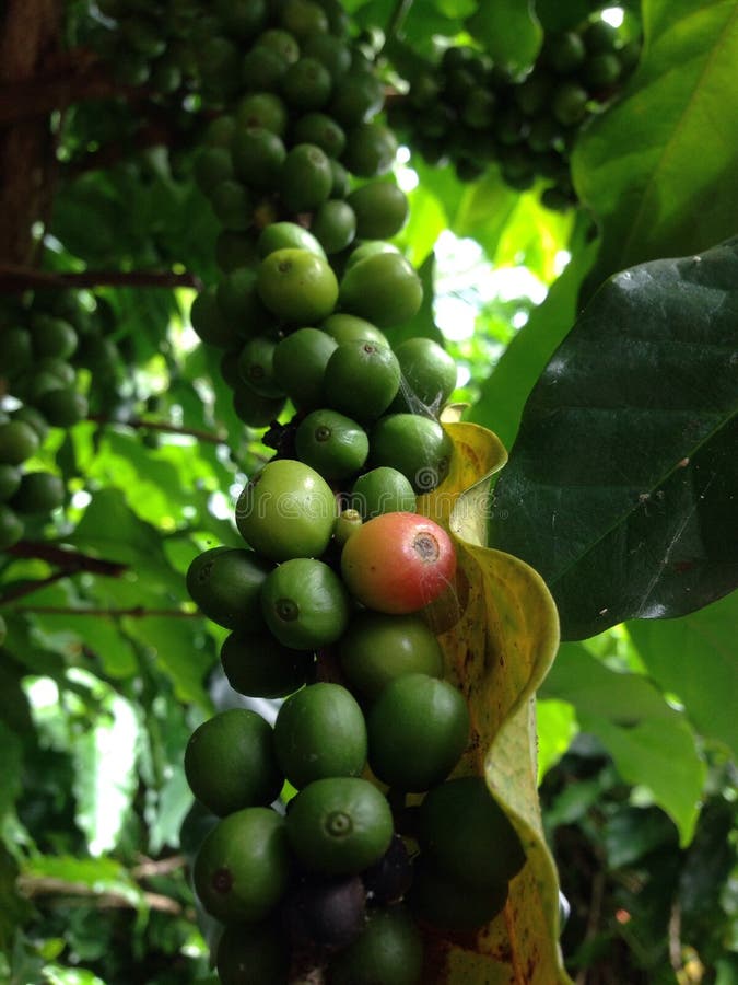 Coffee bean stock image. Image of bean, food, coffee - 44788807