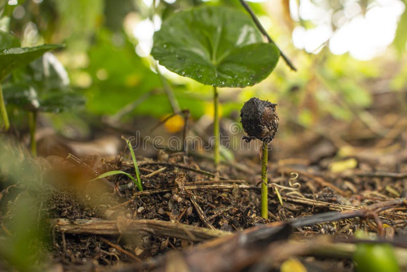 Coffee Bean Germinating in the Ground Stock Photo - Image of bean ...
