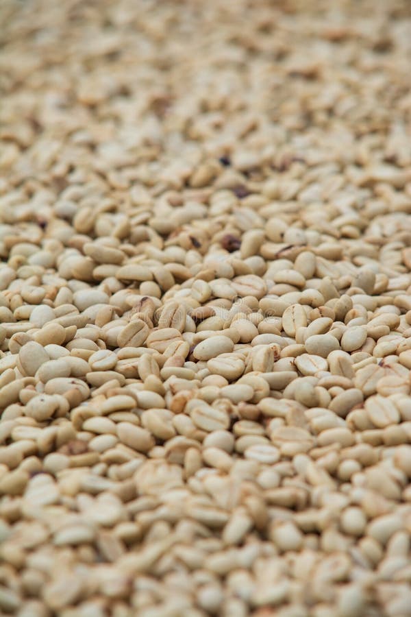Coffee Bean Grain from Colombia Stock Photo - Image of colombian ...