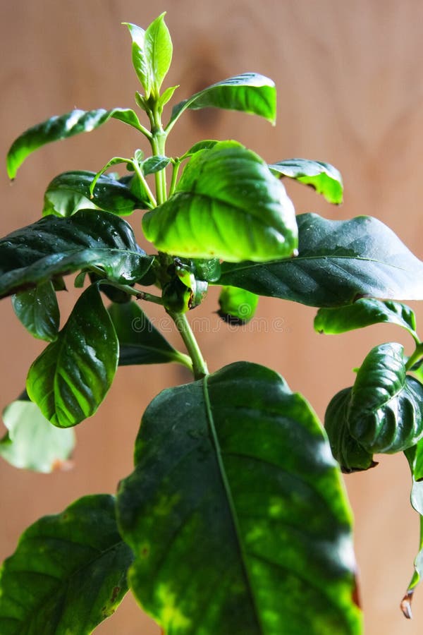 Coffee tree stock photo. Image of green, coffee, sunny - 117745568