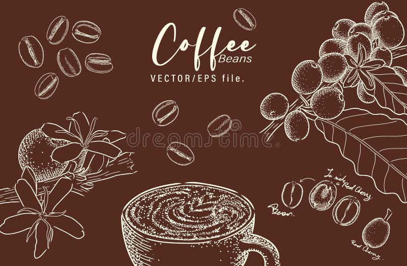 Coffee Bean Hand Drawn Elements Stock Vector - Illustration of pattern ...