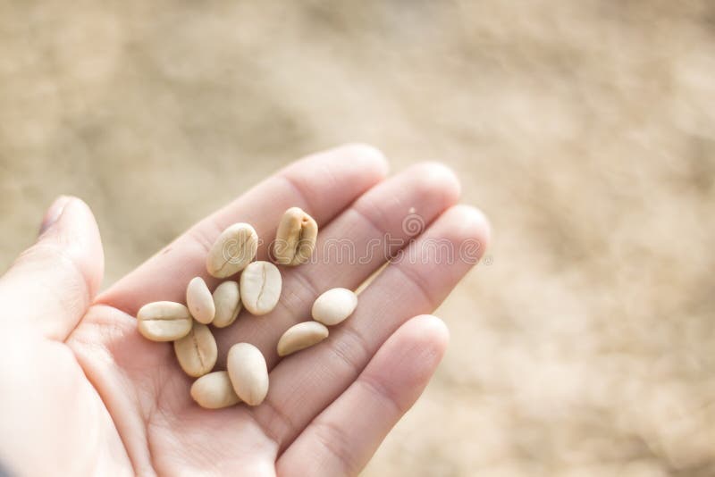 Green bean in the hand stock photo. Image of hand, finger - 109591826