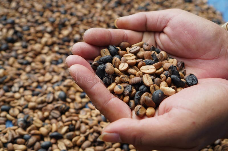 Coffee Bean on the Hand is Very Delicious Stock Photo - Image of hand ...