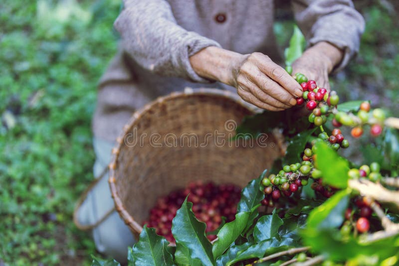 Coffee Bean Harvest is a Crucial Stage in the Coffee Production Process ...