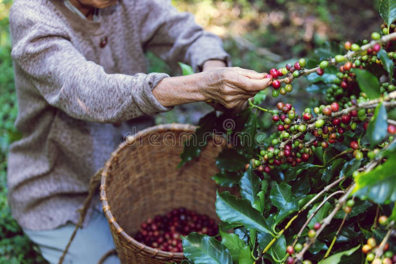 Coffee Bean Harvest is a Crucial Stage in the Coffee Production Process ...