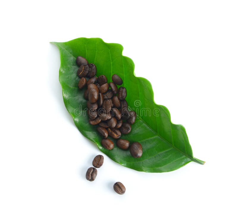 Coffee Bean with Coffee Leaf Isolated on White Background Stock Image ...