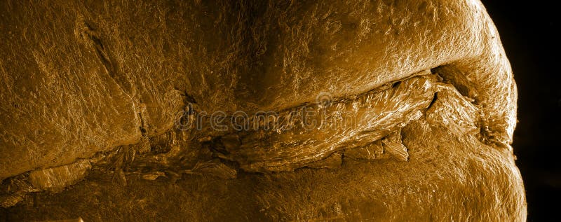 Coffee Bean, Scanning Electron Microscopy Stock Image - Image of brown ...