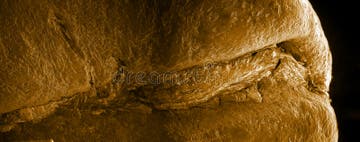 Coffee Bean, Scanning Electron Microscopy Stock Image - Image of brown ...