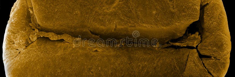 Coffee Bean, Scanning Electron Microscopy Stock Image - Image of brown ...