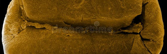 Coffee Bean, Scanning Electron Microscopy Stock Photo - Image of ...