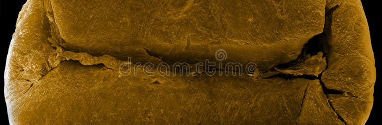 Coffee Bean, Scanning Electron Microscopy Stock Photo - Image of ...