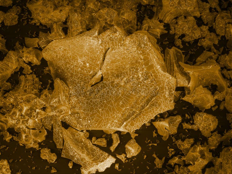 Coffee Bean, Scanning Electron Microscopy Stock Image - Image of food ...