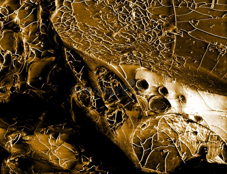 Coffee Bean, Scanning Electron Microscopy Stock Image - Image of coffee ...