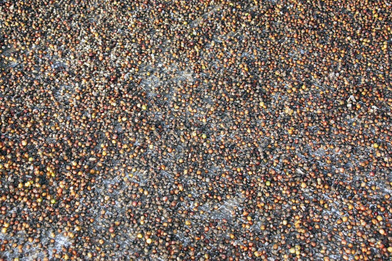 Coffee Bean Texture stock image. Image of bean, coffee - 51605303