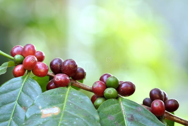 Coffee bean on tree stock image. Image of natural, nature - 18180091
