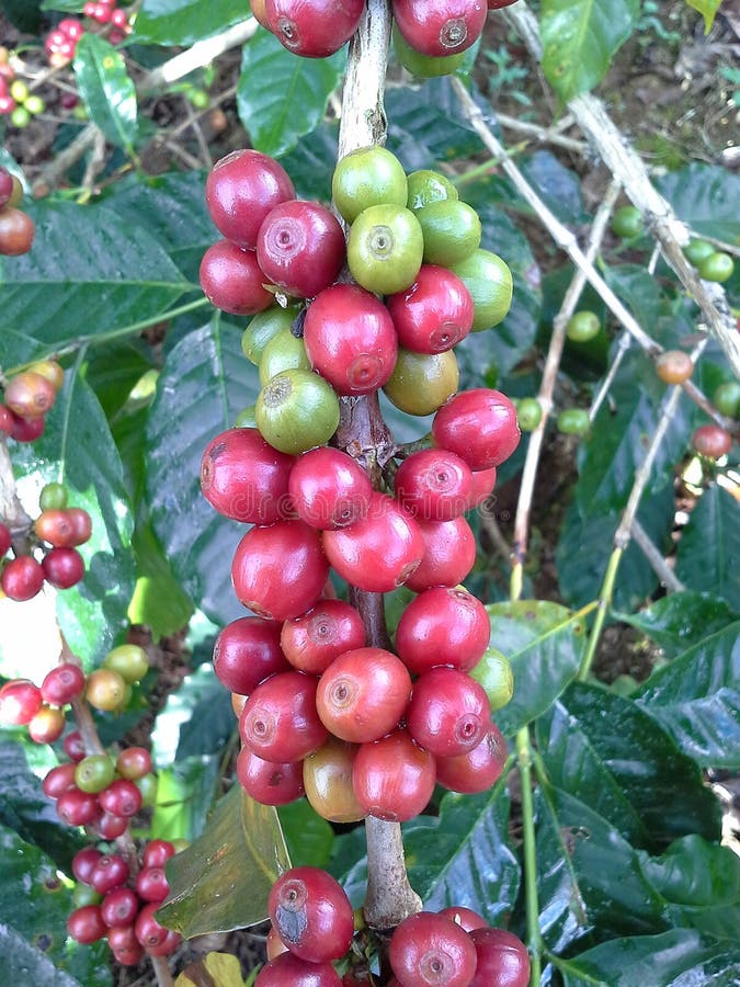 Coffee bean stock image. Image of produce, redcoffeebean - 62899609
