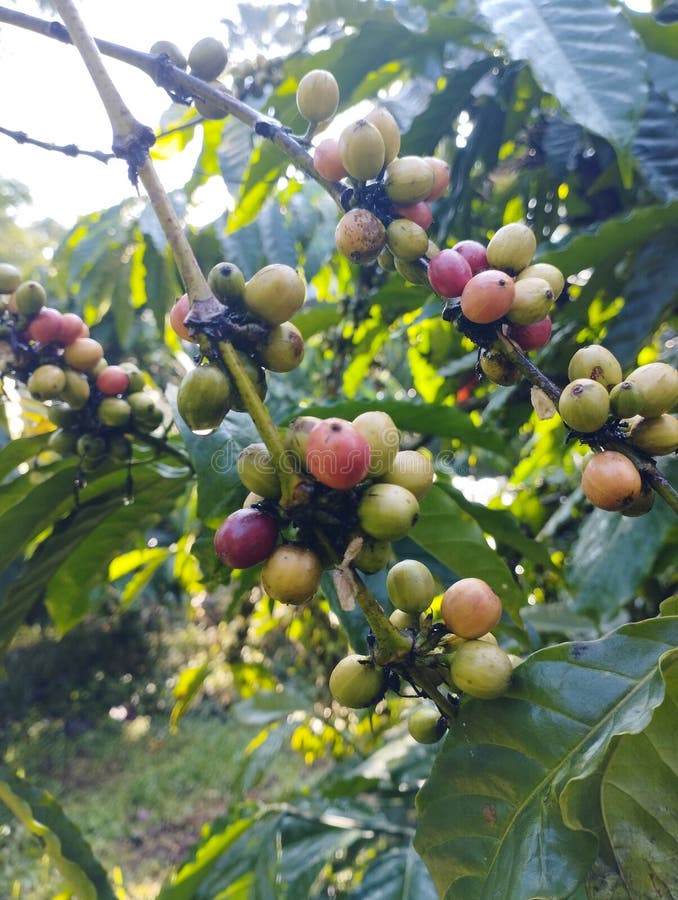 Coffee Bean on the Tree Coffee Agriculture Garden Stock Image - Image ...
