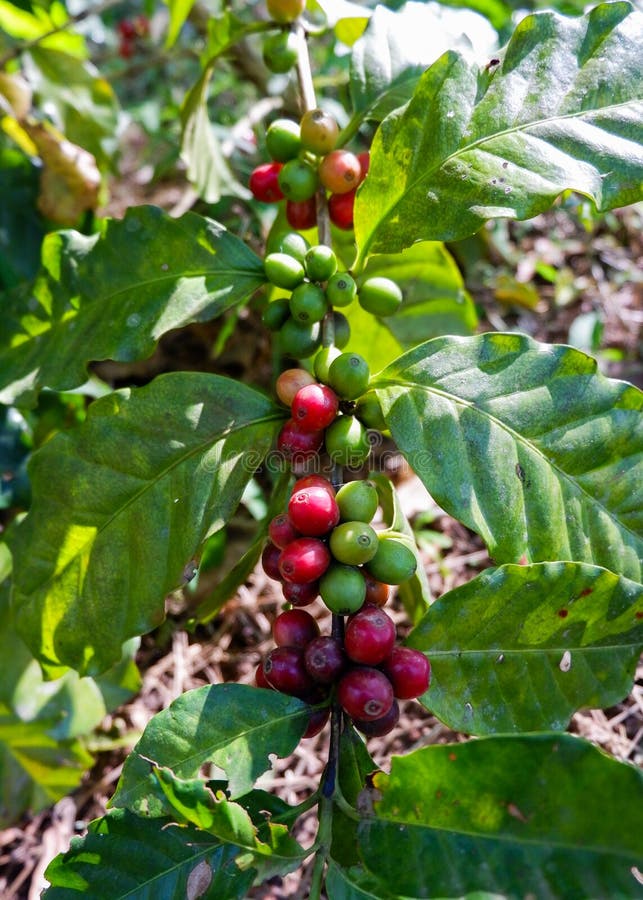 Coffee bean on tree stock image. Image of crop, america - 83407771