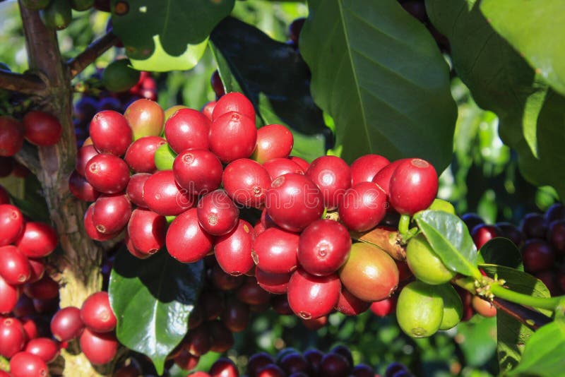 Coffee bean on coffee tree stock image. Image of fruit - 105374595