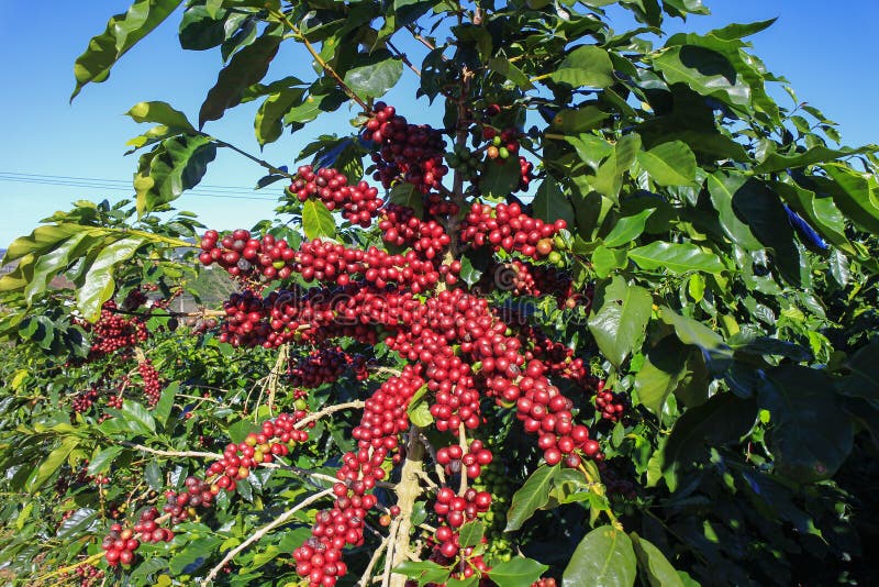 Coffee bean on coffee tree stock photo. Image of green - 105374600