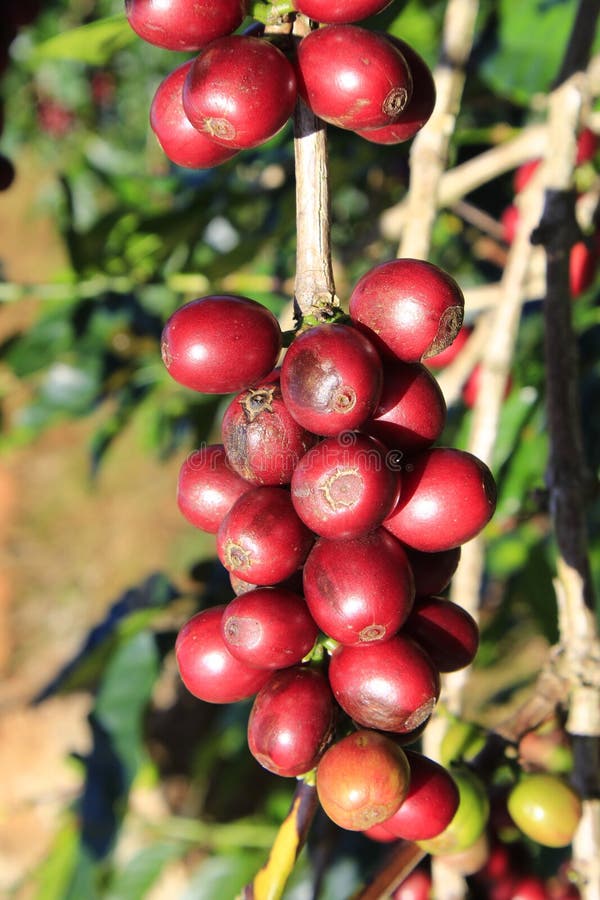 Coffee bean on coffee tree stock image. Image of field - 105375441