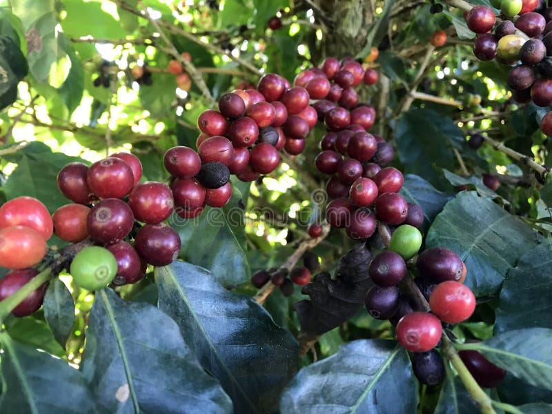 Coffee Bean on Coffee Tree in Cafe Plantation Stock Image - Image of ...