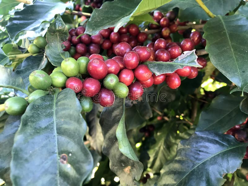 Coffee Bean on Coffee Tree in Cafe Plantation Stock Image - Image of ...