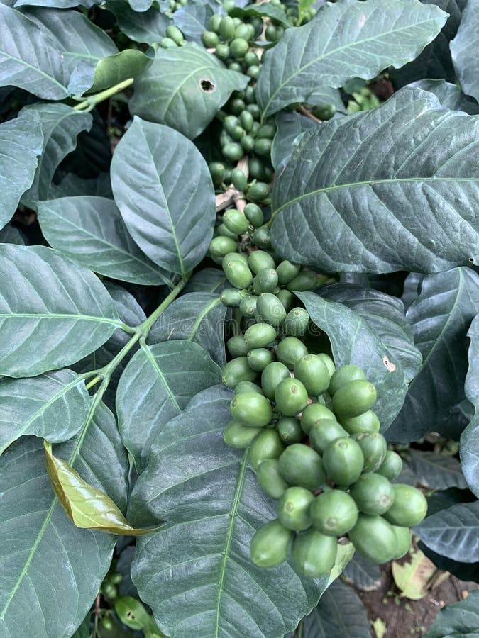Coffee Bean Tree stock image. Image of leaf, evergreen - 270735775