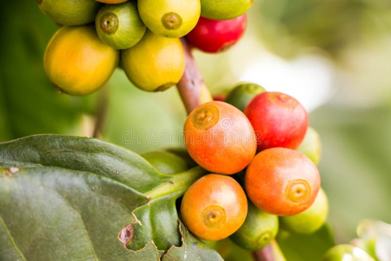 Coffee bean on tree stock photo. Image of industry, fresh - 47861498