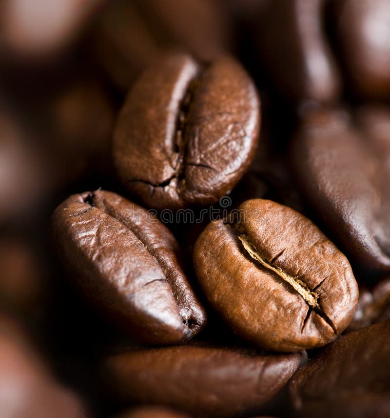 Coffee beans stock image. Image of macro, java, life - 12794093