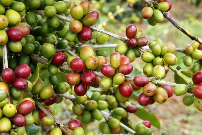 Coffee Sapling Or Seedling With Visible Root Against A White Background ...