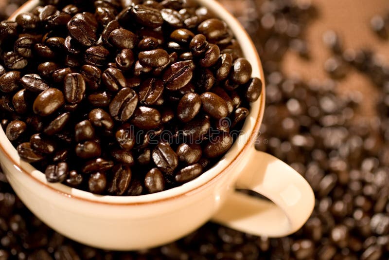 Java Beans stock image. Image of background, white, cultivated - 32497