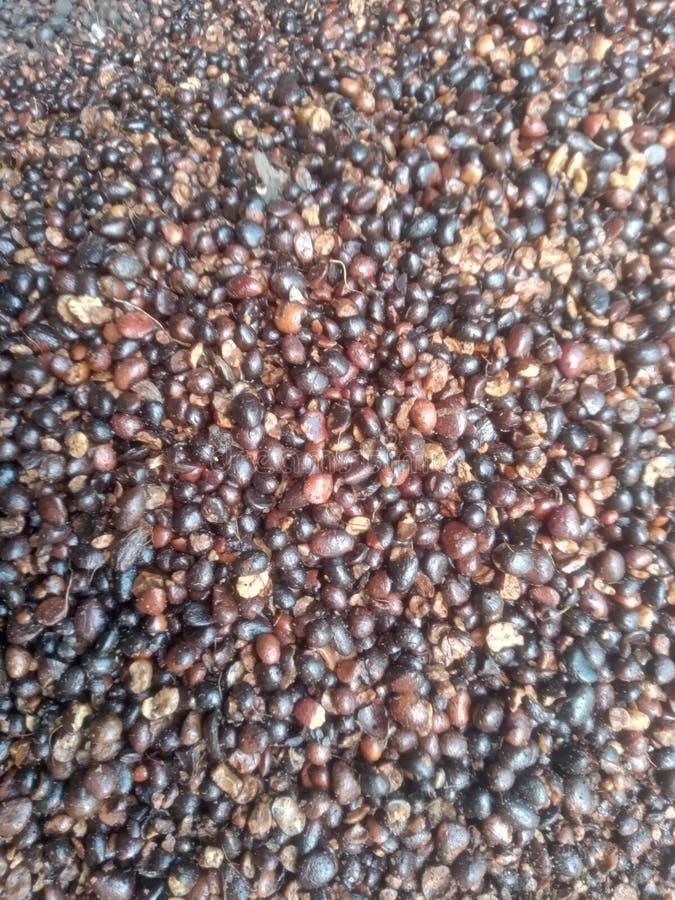 Coffee Beans are the Basic Ingredient for Drinks that Have a ...