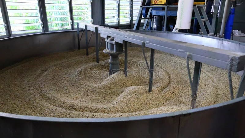 Coffee Beans Being Evenly Mixed in a Large Mechanical Vat As Part of ...