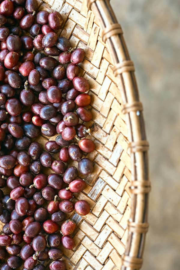 Coffee Beans Berries Drying Natural Process Stock Image - Image of food ...