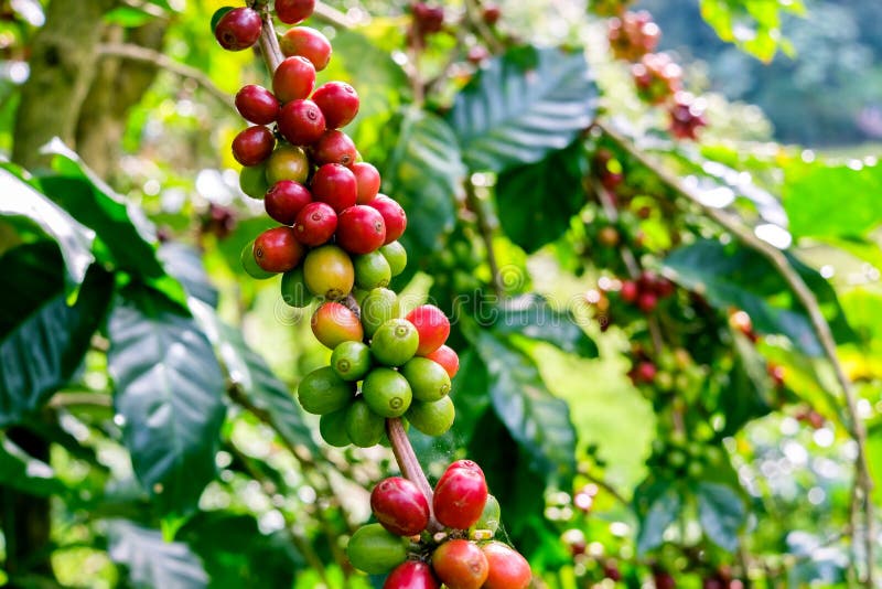 Coffee beans berry stock photo. Image of harvest, industry - 70693492