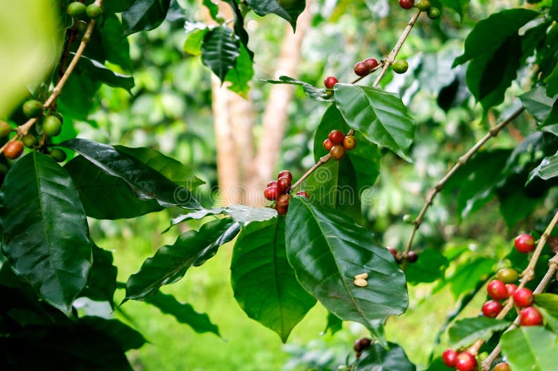Coffee beans berry stock photo. Image of cultivate, harvest - 70694338