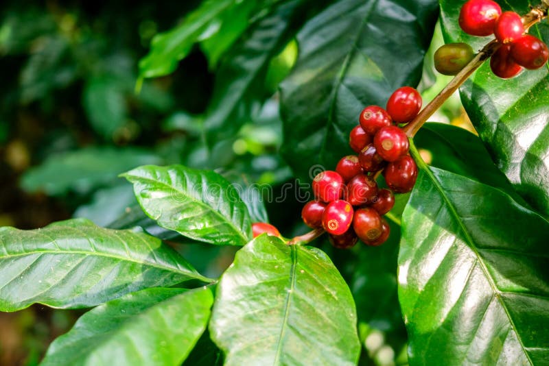 Coffee beans berry stock image. Image of branch, arabica - 70694731