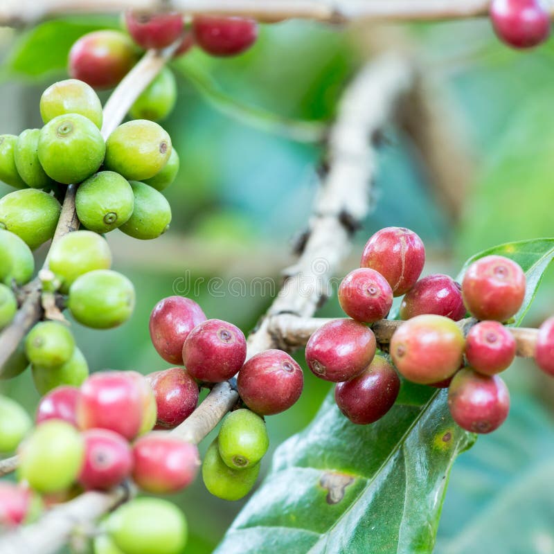 Coffee Beans on a Branch of Coffee Tree Stock Photo - Image of java ...