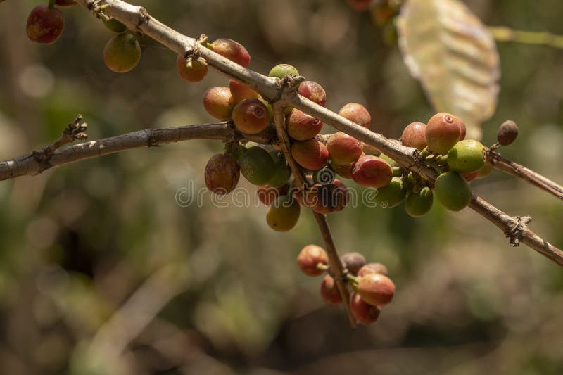 Coffee Beans on a Branch stock photo. Image of caffeine - 270393902