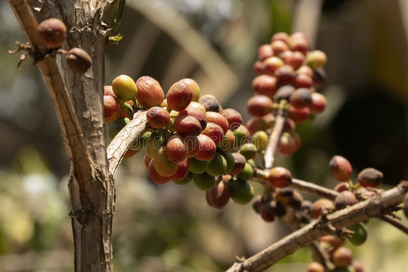 Coffee Beans on a Branch stock photo. Image of africa - 270393904