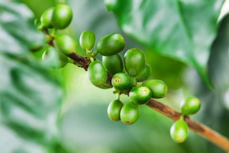 Coffee beans on the branch stock image. Image of agricultural - 43333393