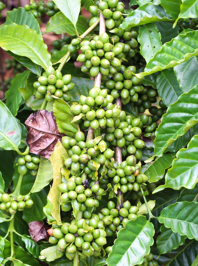 Coffee Beans on the Branch, Robusta Coffee Stock Photo - Image of ripe ...
