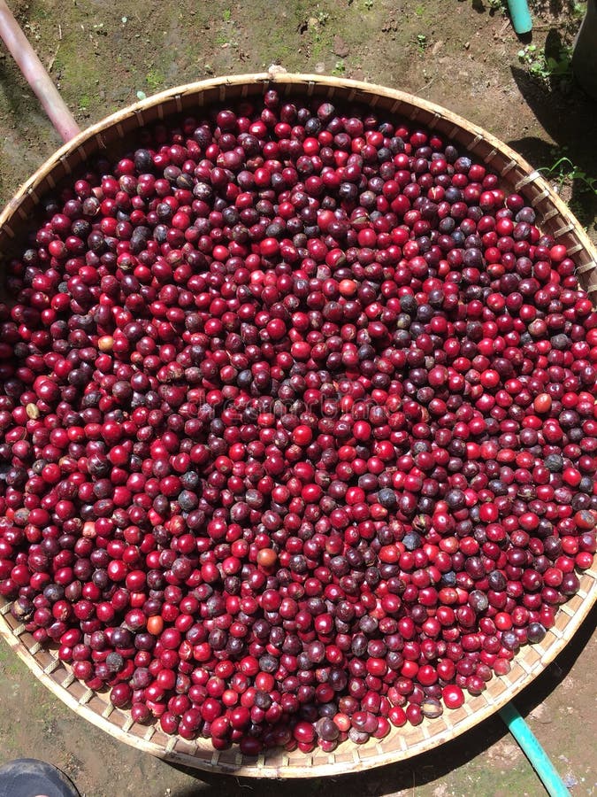 Coffee beans stock photo. Image of robusta, fruits, beans - 264180034