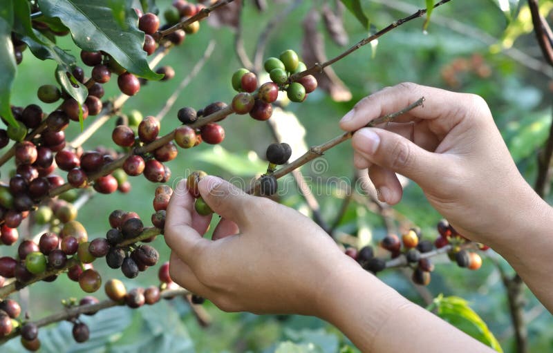 Coffee Beans On A Coffee Tree - Free Photo from StockFreeImages