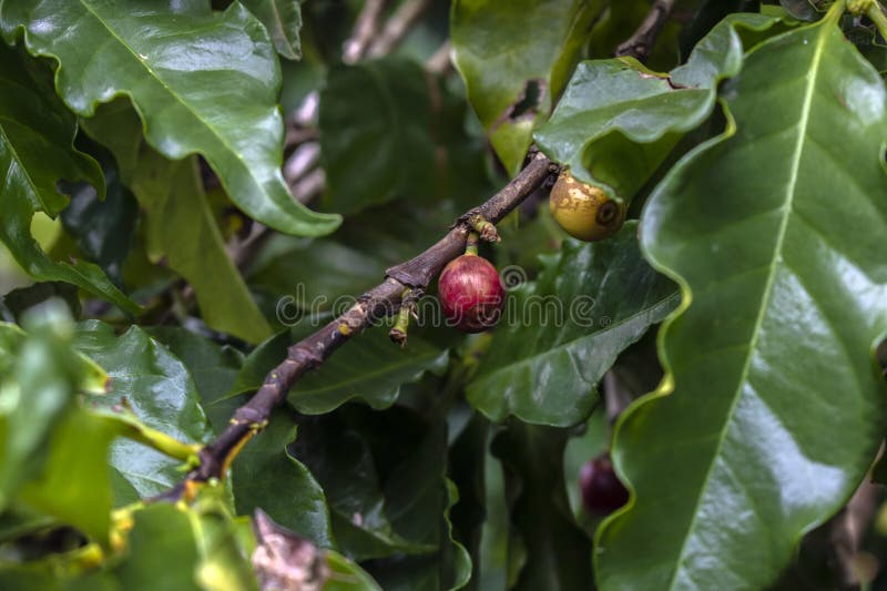 Coffee Beans on Coffee Tree Stock Photo - Image of coffea, crop: 385498490