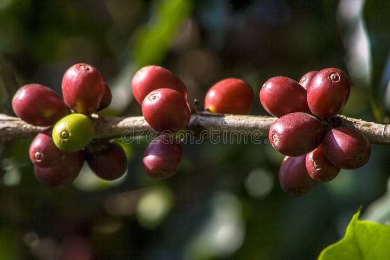 Coffee Beans on Coffee Tree Stock Image - Image of berries, coffea ...