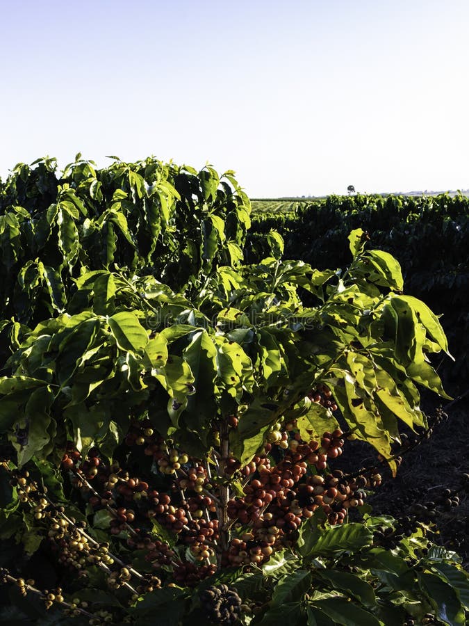 Coffee Beans on Coffee Tree, Stock Photo - Image of berries, farmer ...