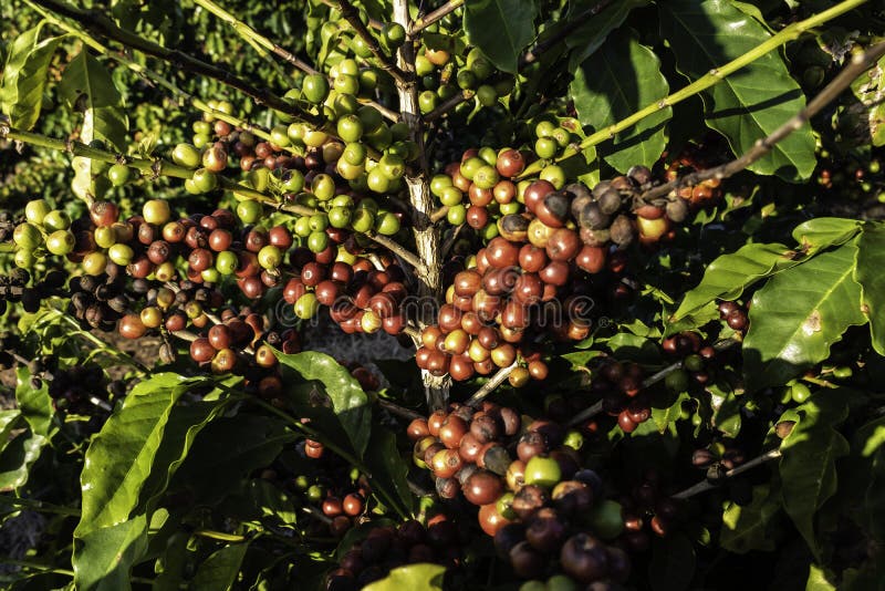 Coffee Beans on Coffee Tree Stock Image - Image of ecology, growth ...